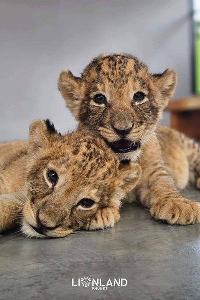 Lion Land Phuket | Unique Lion Park and Wildlife Experience in Chalong